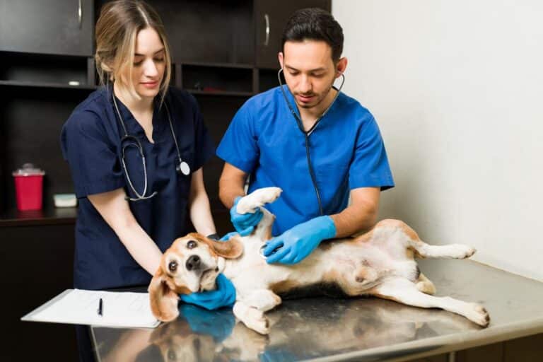 Preventive Pet Care Services | Wellness Plans at GB Vets